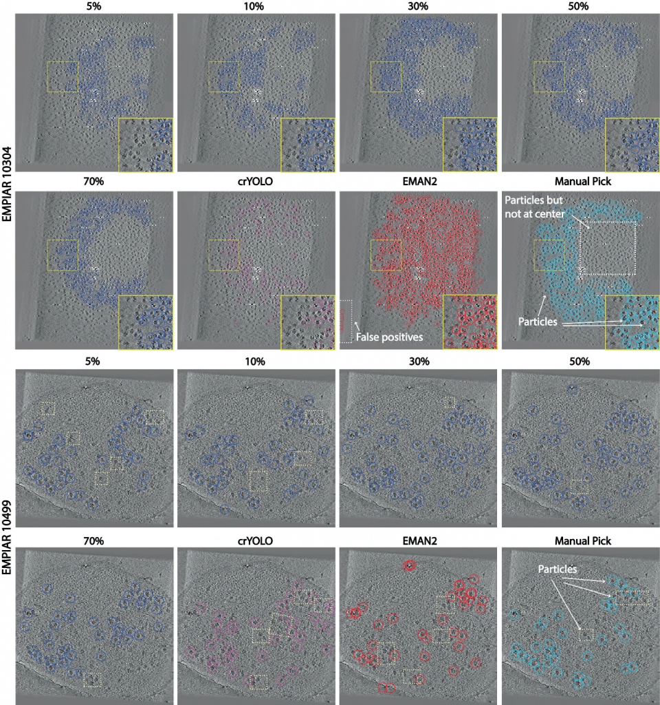 Accurate Detection of Proteins in Cryo-Electron Tomograms from Sparse ...